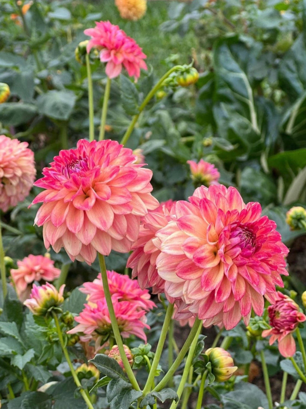 Products – Dales Dahlias