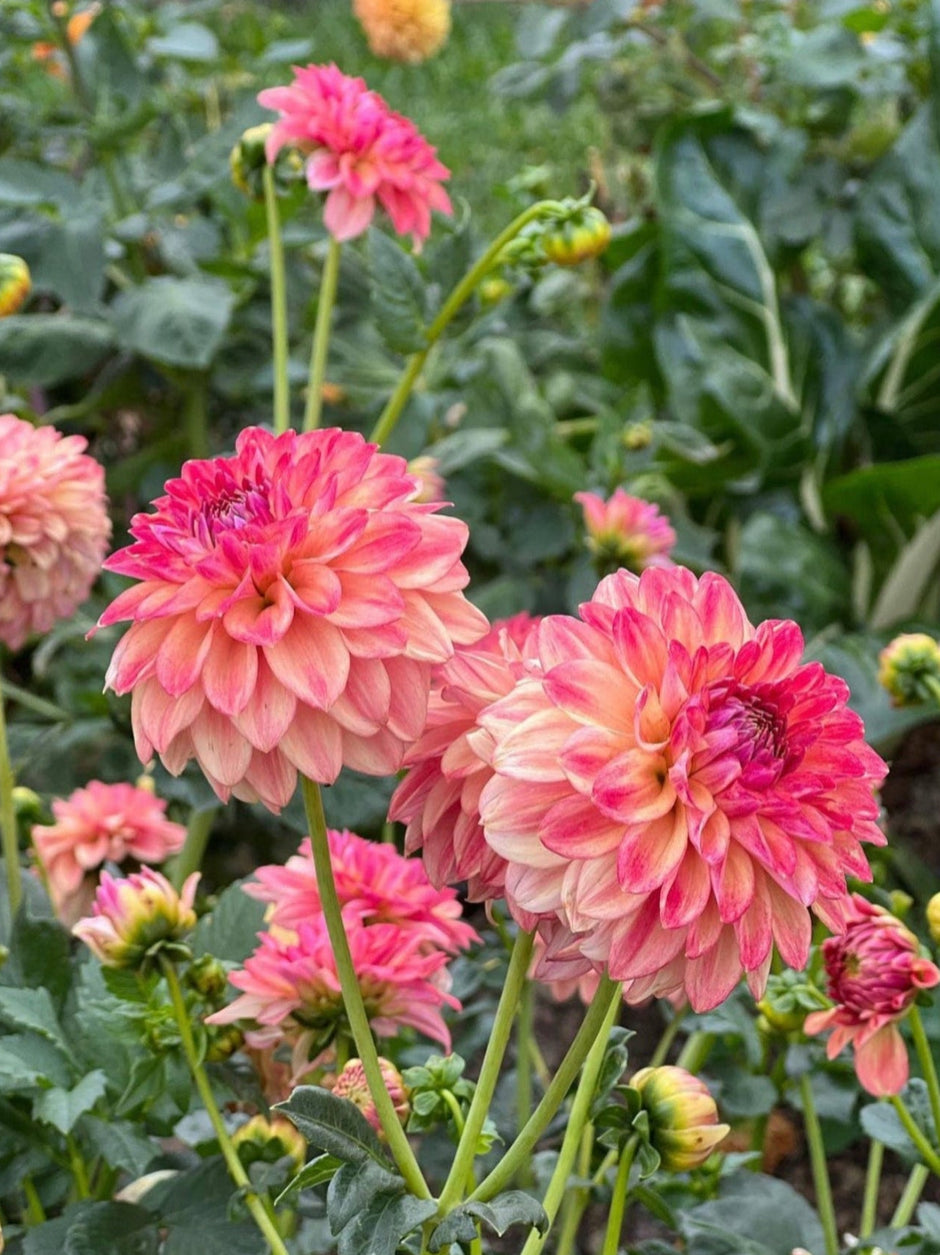 Products – Dales Dahlias